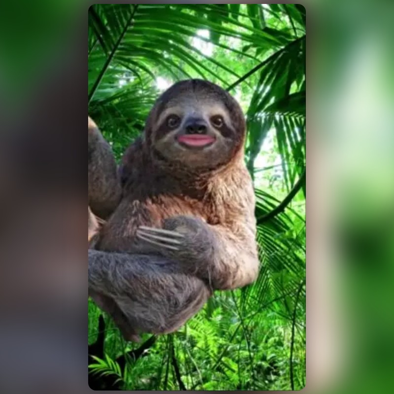 sloth Lens by Reinhard19 🦊 - Snapchat Lenses and Filters
