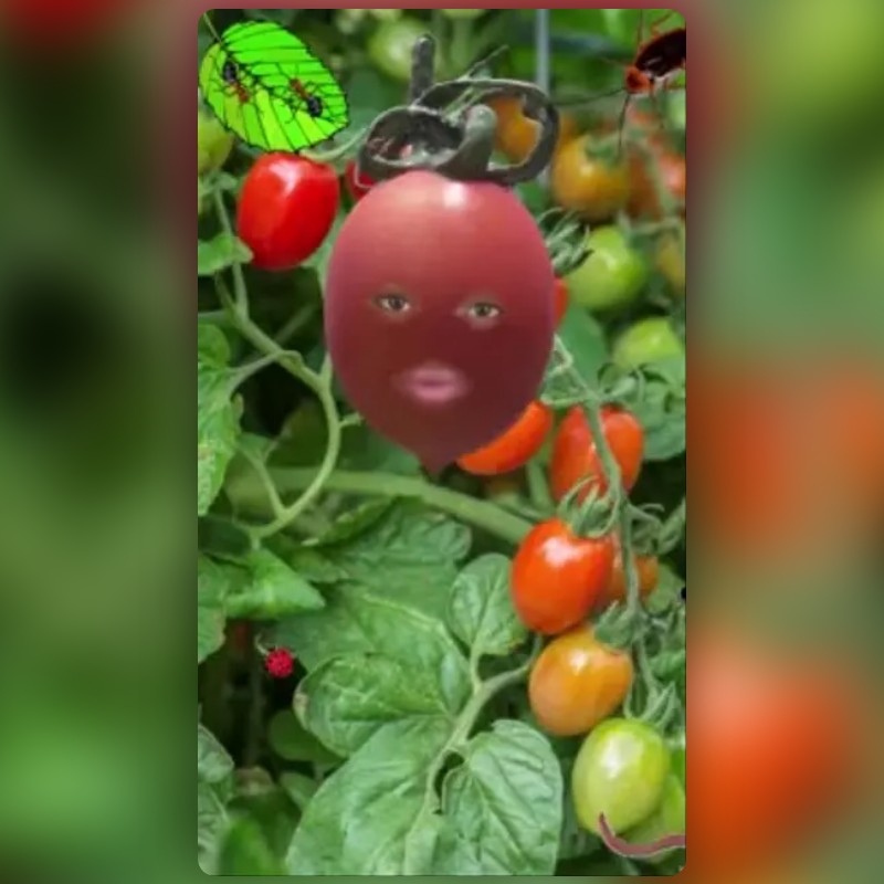 TOMATO Filter by مستەر شوان | Snapchat Lenses