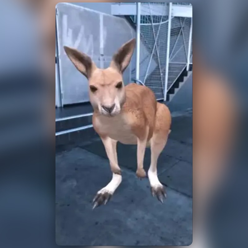 Kangaroo Lens by BYE BYE FOREVER 💔 - Snapchat Lenses and Filters