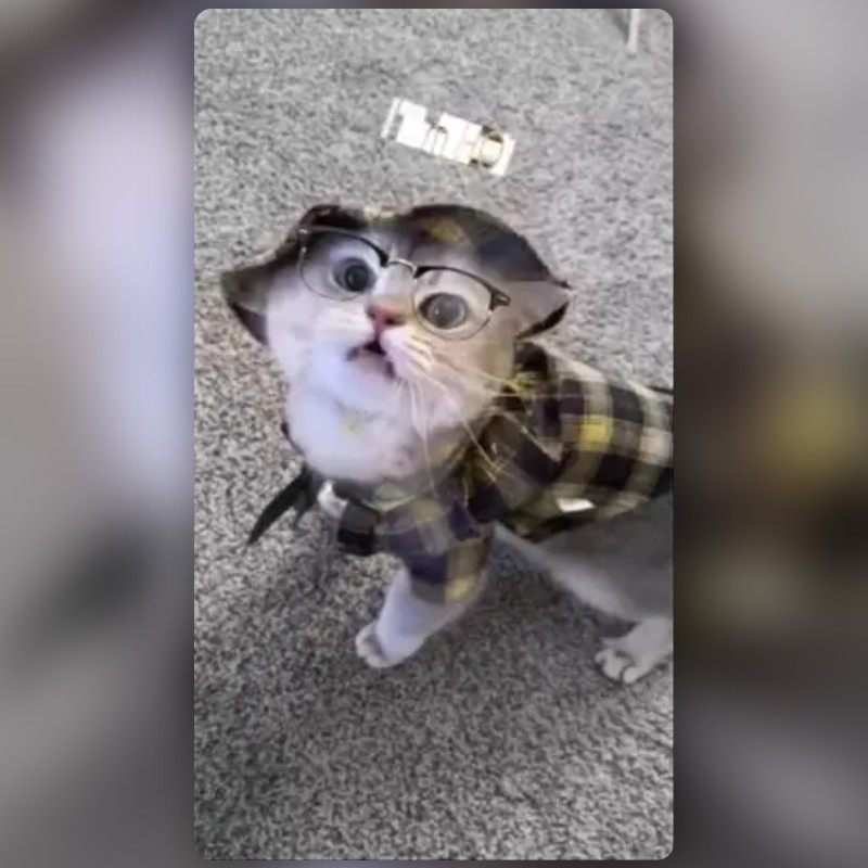 Hot Cat Lens by 👑 كنز | Treasure - Snapchat Lenses and Filters
