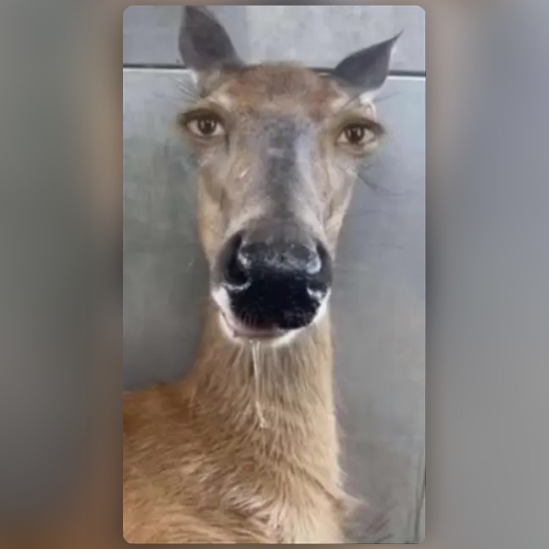 deer Lens by alex - Snapchat Lenses and Filters