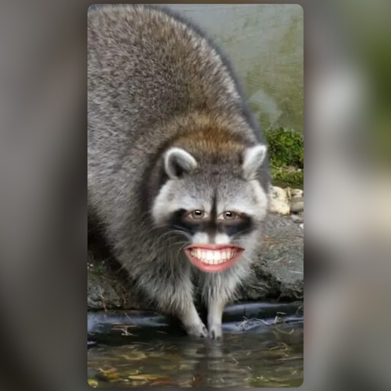 Careful Raccoon Filter by Snapchat | Snapchat Lenses