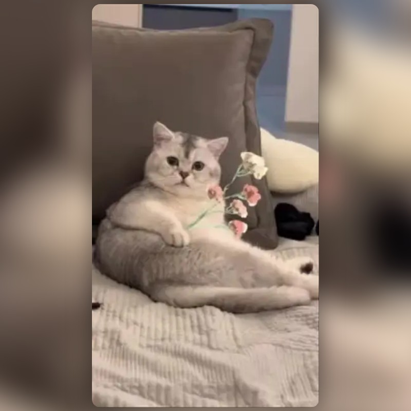 Cute Cat Streak Lens by Karam💫 - Snapchat Lenses and Filters