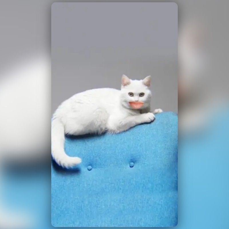 Talking Cat Filter by Snapchat | Snapchat Lenses