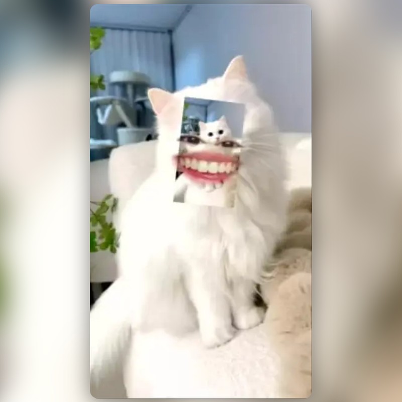 Beautiful Cat Filter by 👻 FRUHH 👻 | Snapchat Lenses