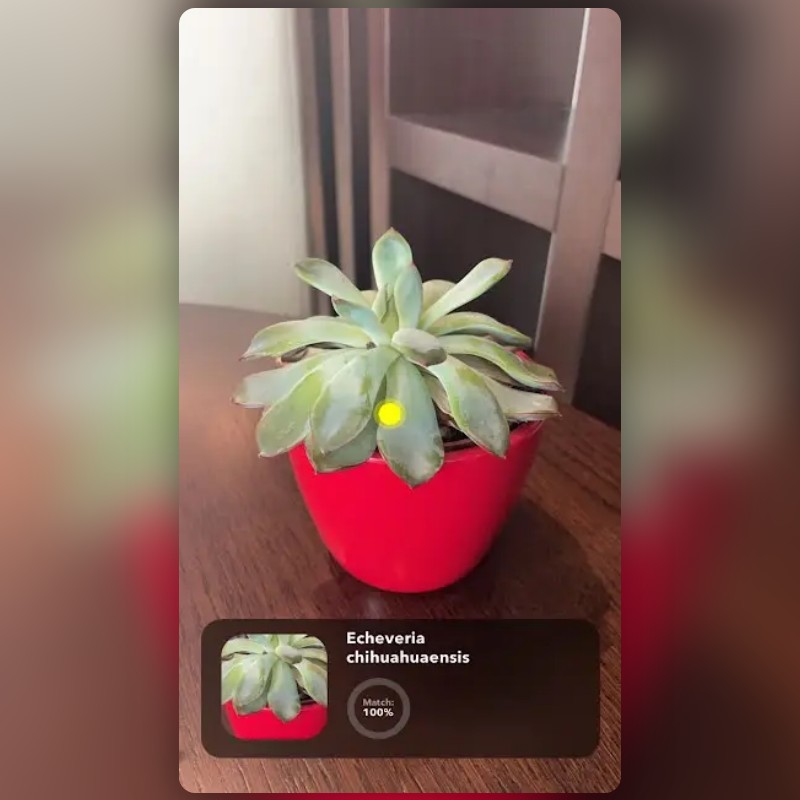 Plant Scanner Filter by Snapchat | Snapchat Lenses