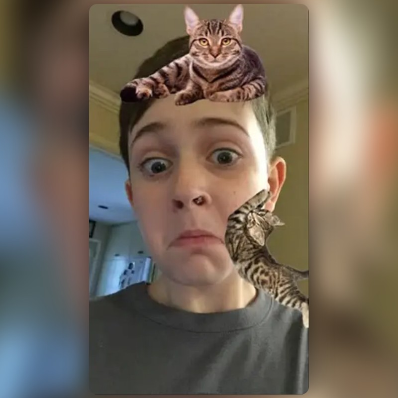Crazy Cat Lady Filter by Zach Weintraub | Snapchat Lenses