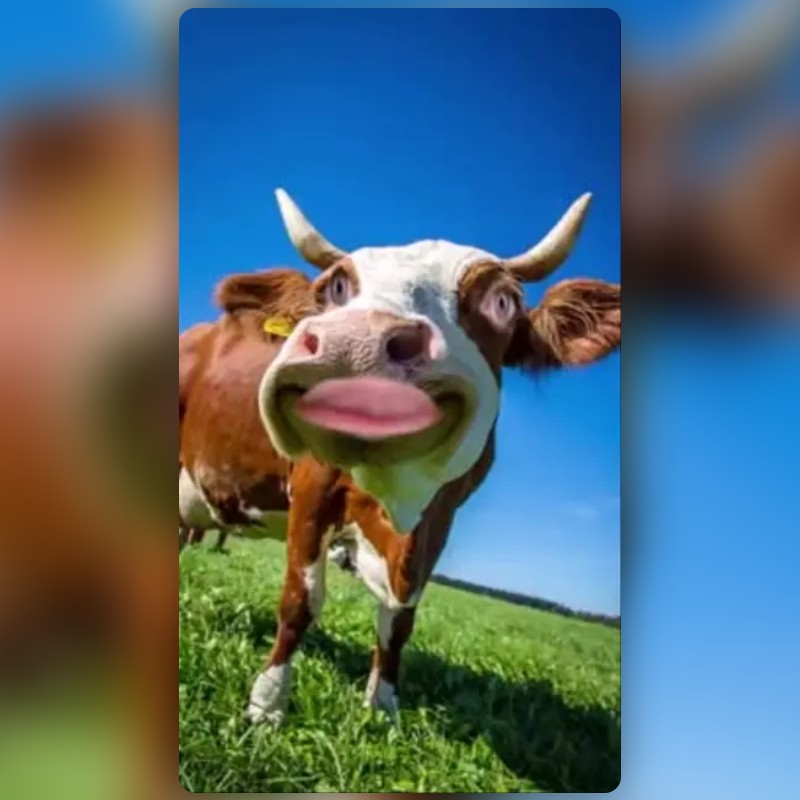 cow Filter by Snapchat | Snapchat Lenses