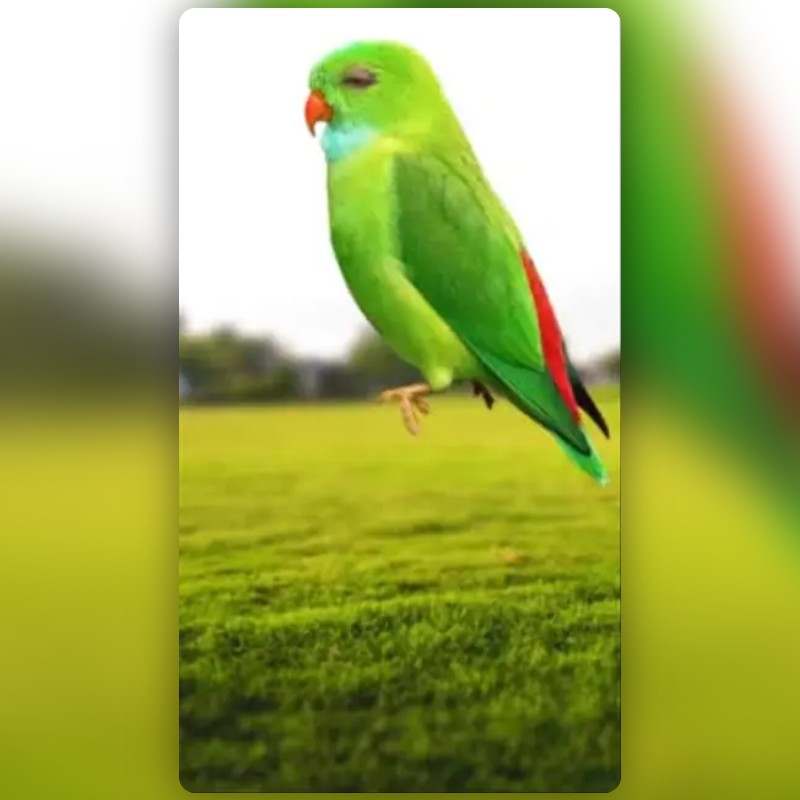Green Bird Face Lens by Danielle Grace - Snapchat Lenses and Filters