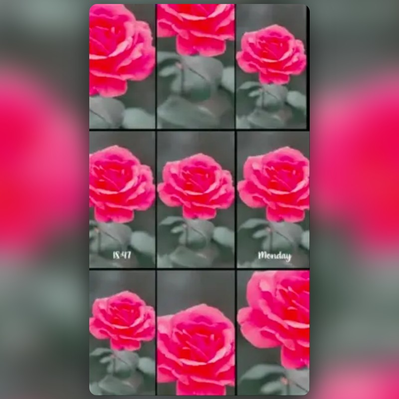 Pink Rose Lens by Shahid Reality 🪙 - Snapchat Lenses and Filters