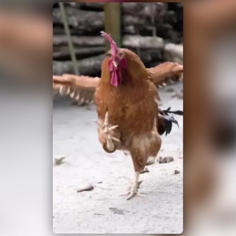funny rooster Lens by Queeny - Snapchat Lenses and Filters