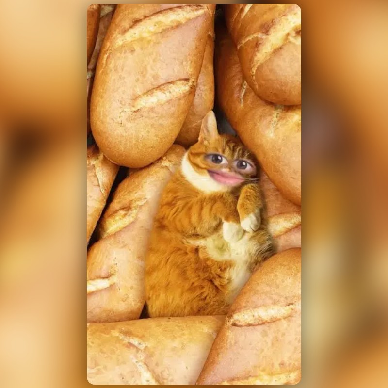 Cute Cat Filter by Snapchat | Snapchat Lenses