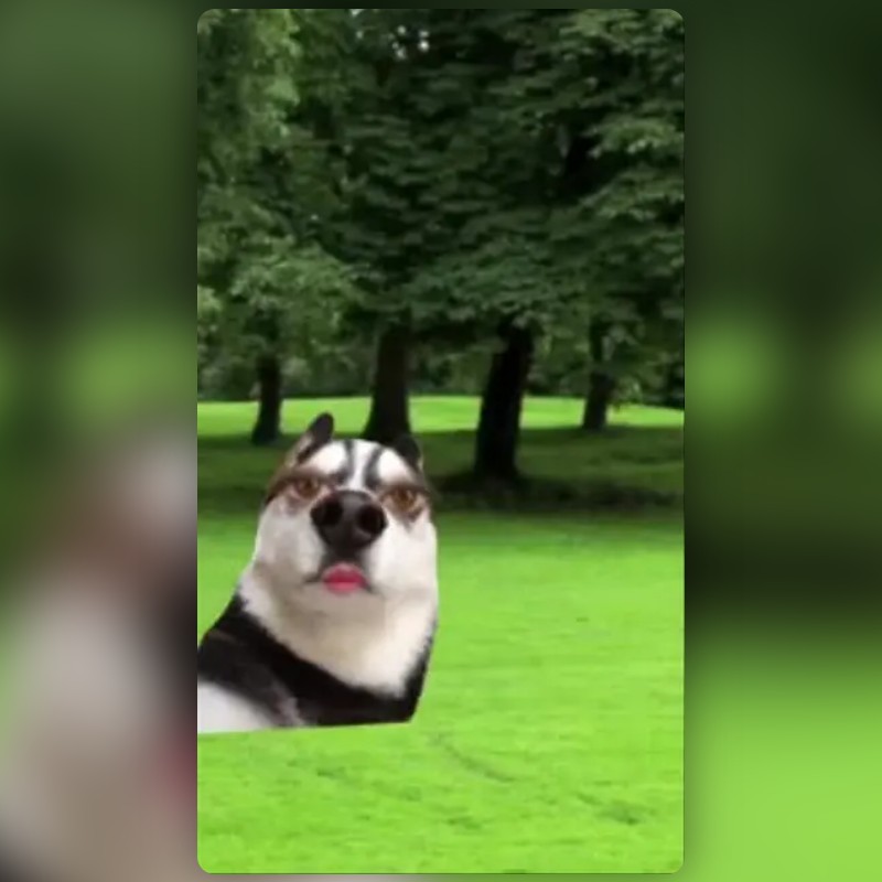 Funny Dog Face Lens by Rachel - Snapchat Lenses and Filters