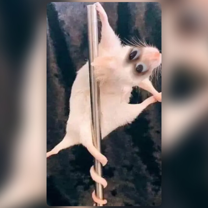 pole dance mouse Lens by Alysha A - Snapchat Lenses and Filters