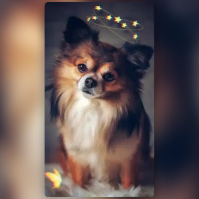 Dog Filters Lens by StAish...🖤 - Snapchat Lenses and Filters