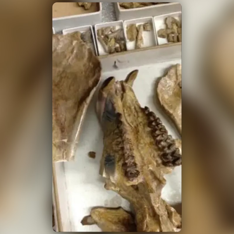 fossil bones Lens by Eduardo Jimenez - Snapchat Lenses and Filters