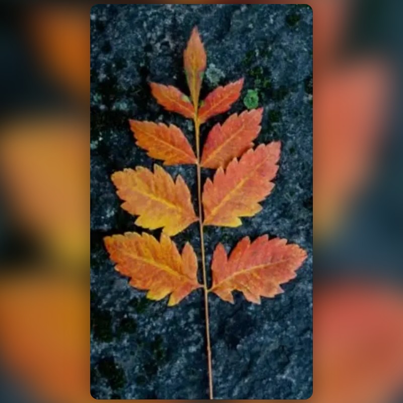 Leaf Orange Filter by Dj Navi Jain | Snapchat Lenses