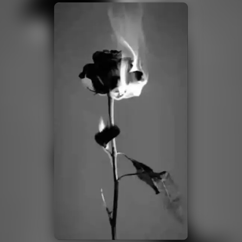 BURNING ROSE Filter by M 🇬🇧 | Snapchat Lenses