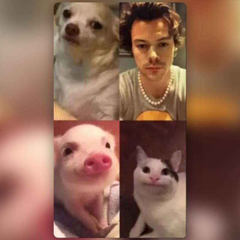 Facetime Animals Lens by mitzi🐼 - Snapchat Lenses and Filters