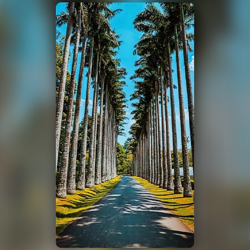 STREET&TREES Lens by Snapchat - Snapchat Lenses and Filters