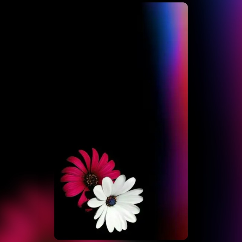 flowers frame Filter by Parth♥️ | Snapchat Lenses