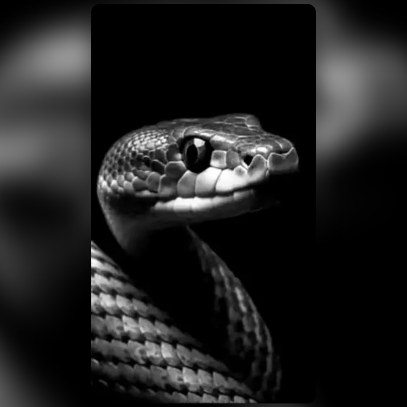 Snake Filter by Tractorinsta | Snapchat Lenses