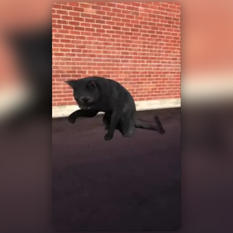 Cute Cat 3D Filter by OMAR🖤 | Snapchat Lenses