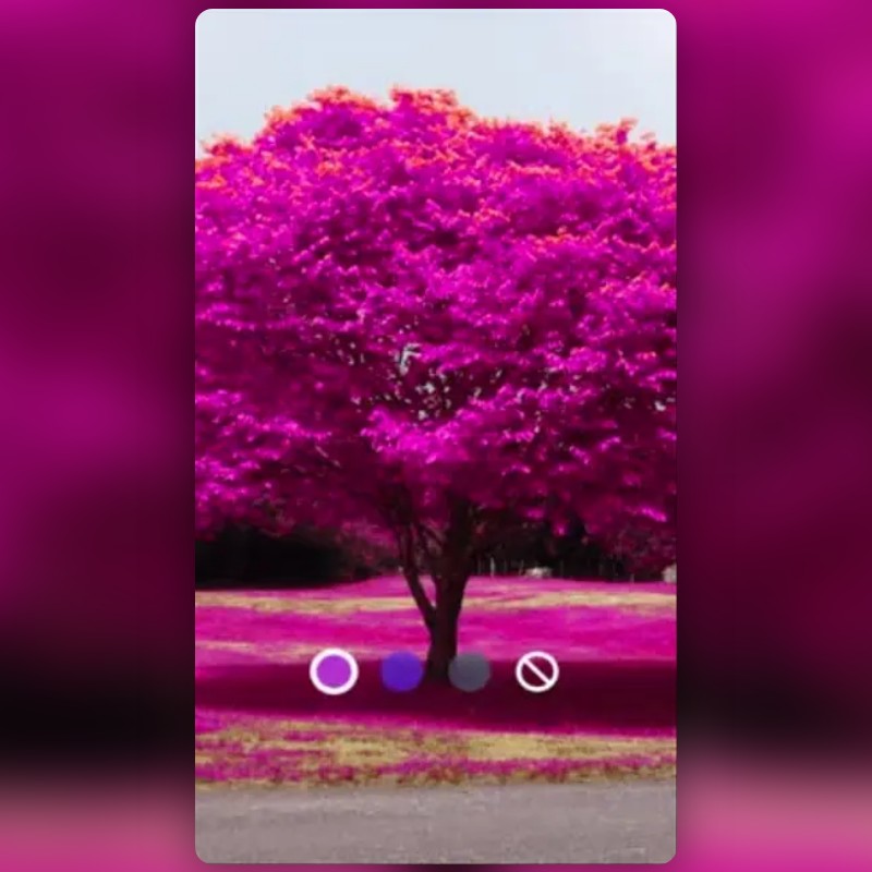 PINK PURPLE GRASS Lens by Erdenebaatar G. - Snapchat Lenses and Filters