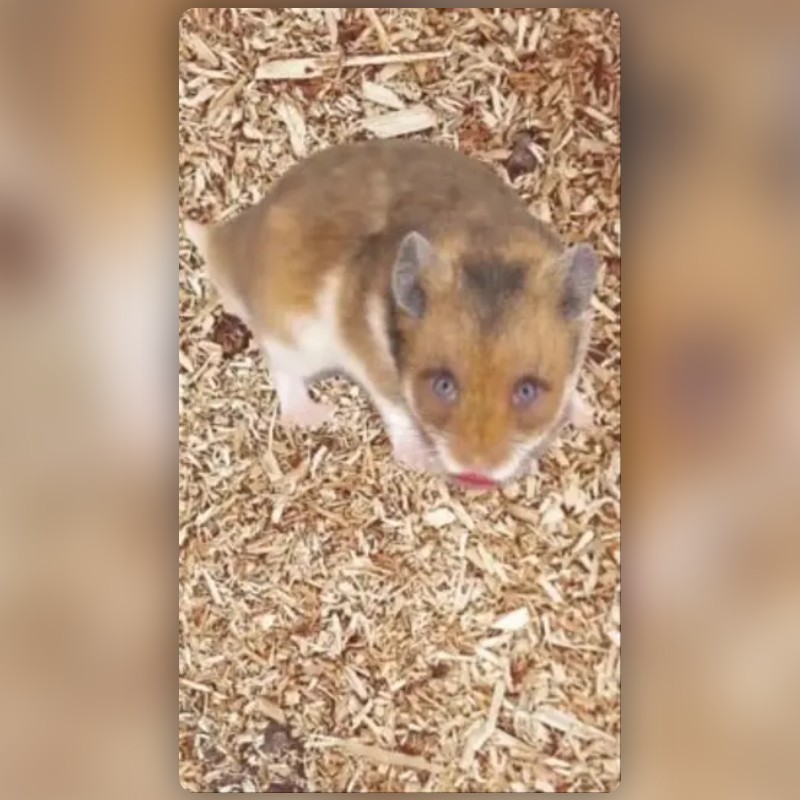 ฟิลเตอร์ Crawling Hamster ที่สร้างโดย Danielle Grace | เลนส์ Snapchat