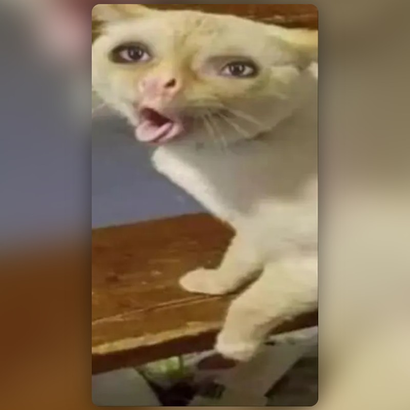 Face In Meme Cat Lens by Syur.24 - Snapchat Lenses and Filters