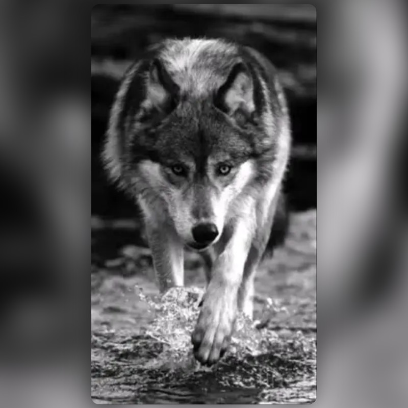The wolf Lens by 🅚- ⓿🅓 - Snapchat Lenses and Filters