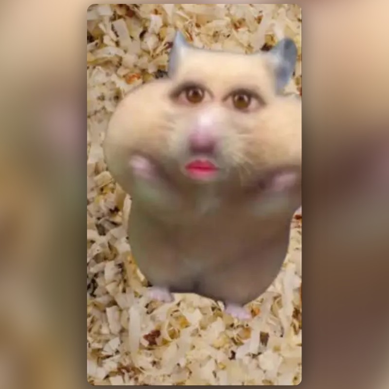 Chubby Hamster Filter by Danielle Grace | Snapchat Lenses