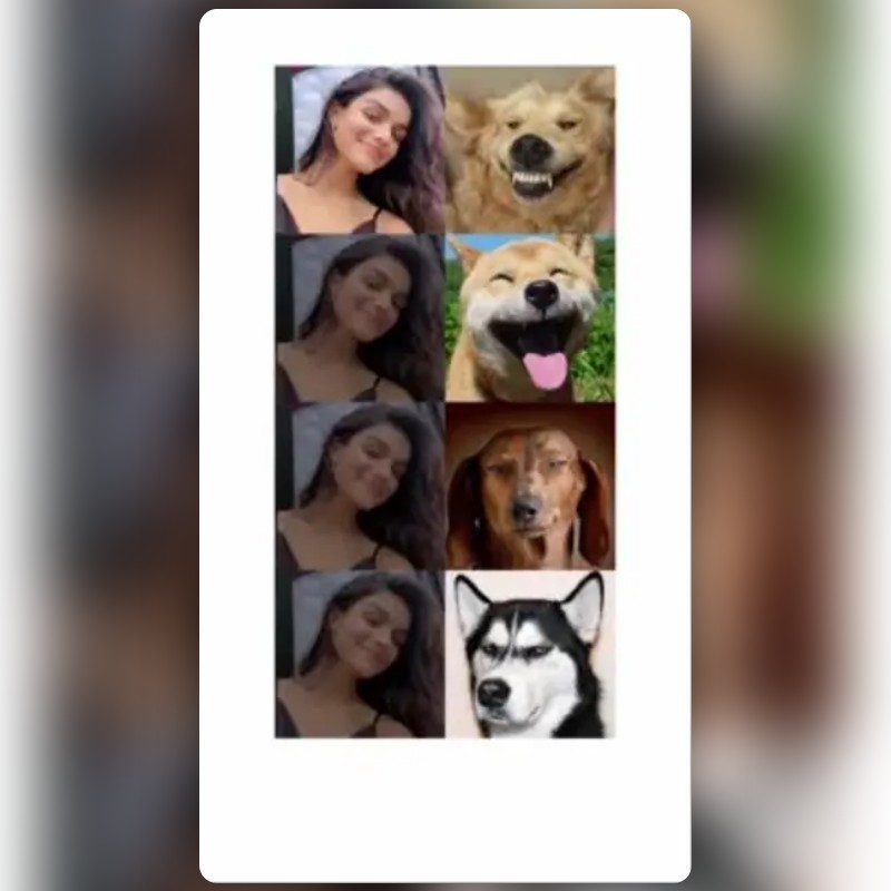 Dog Match Lens by Snapchat - Snapchat Lenses and Filters