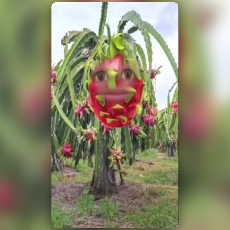 Dragonfruit Face Lens by Anastasia Berliana - Snapchat Lenses and Filters