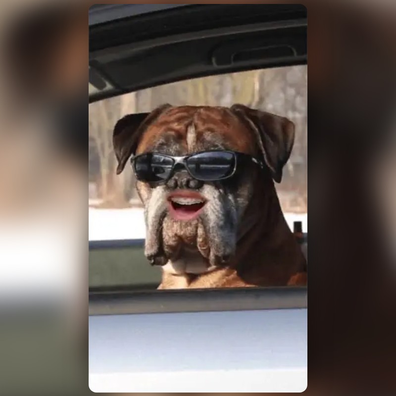 Boss Dog Lens by Snapchat - Snapchat Lenses and Filters