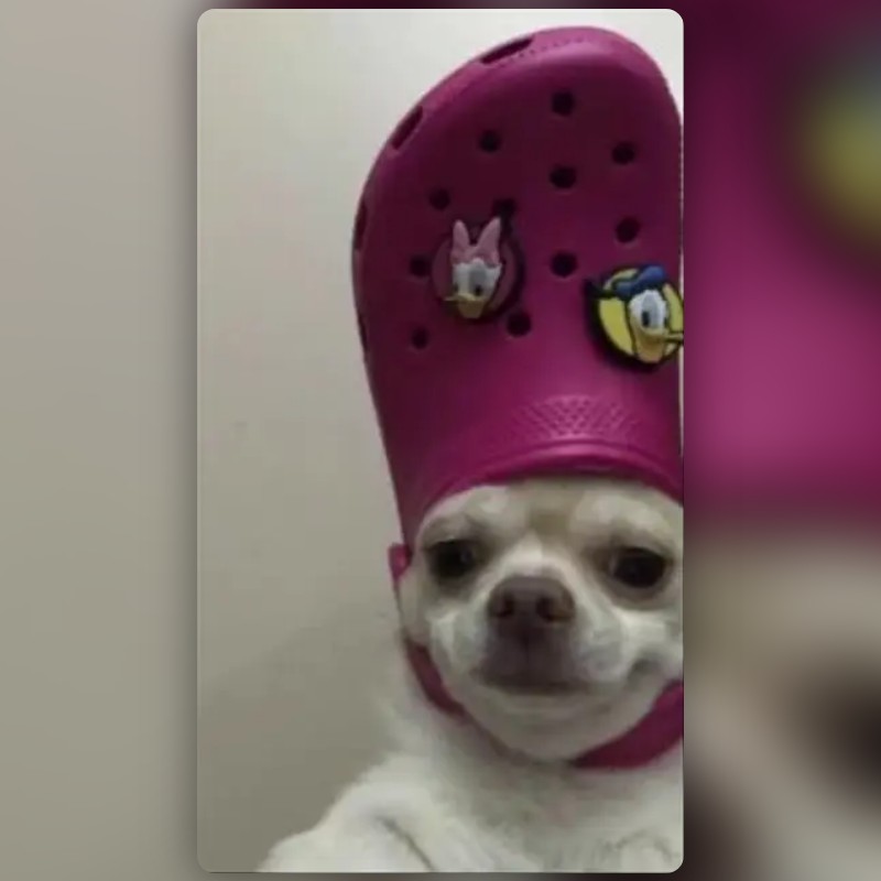 Croc Dog Filter by Brady ⁎ | Snapchat Lenses