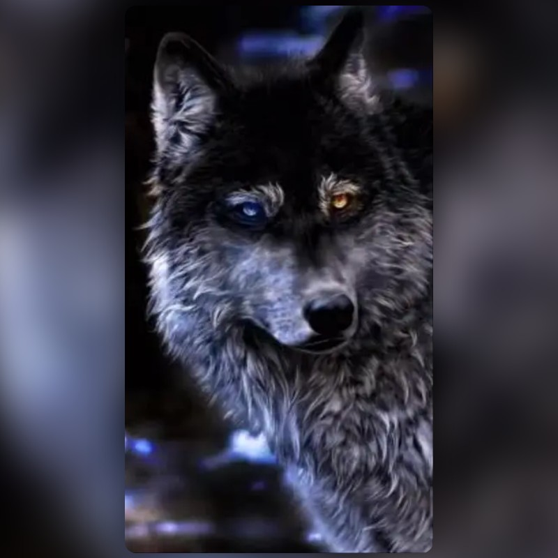 Wolf Filter by Romeo ⚜️ | Snapchat Lenses