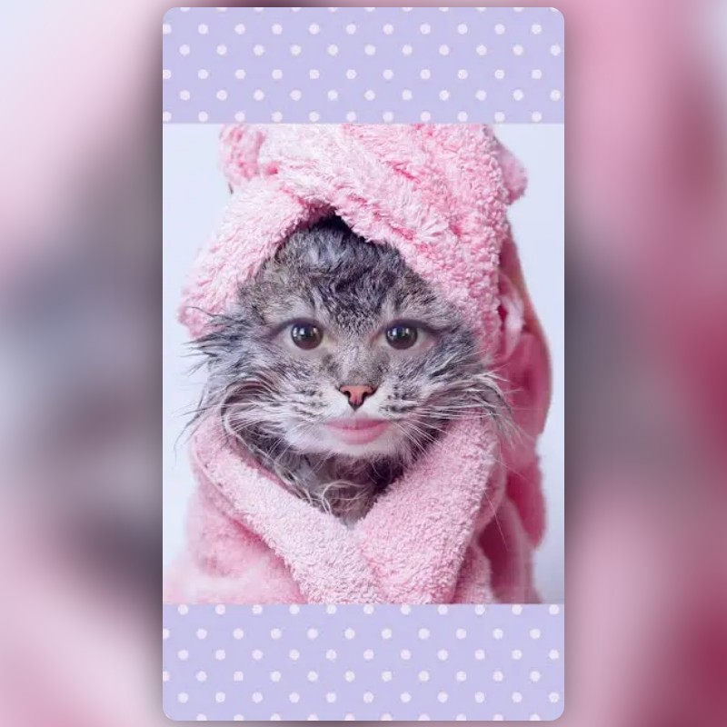 Wet Cat Filter by Snapchat | Snapchat Lenses