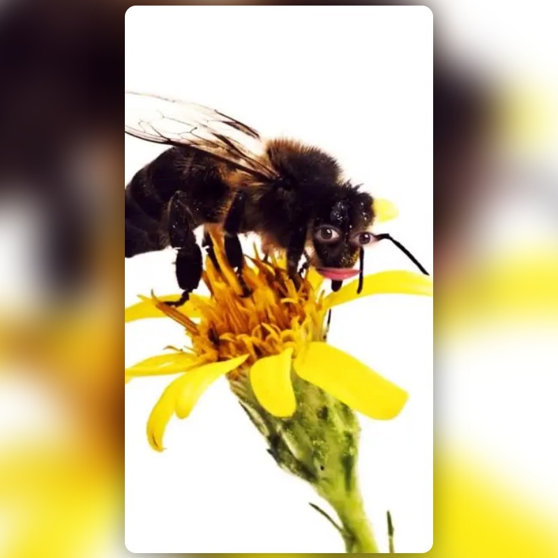 Honey Bee 🐝 Lens by Snapchat - Snapchat Lenses and Filters