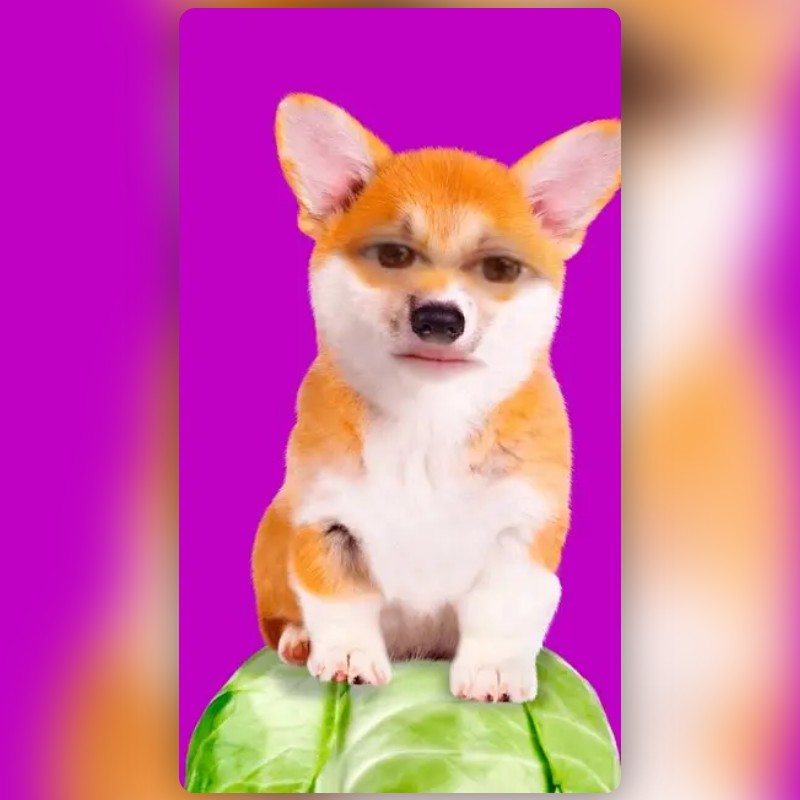 Funny Corgi Filter by Snapchat | Snapchat Lenses
