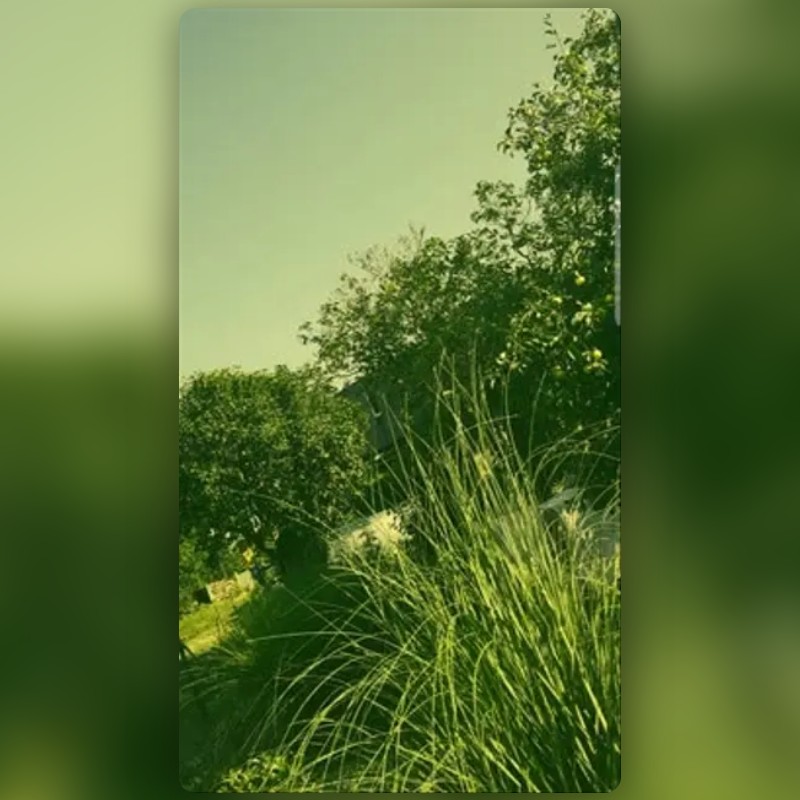 Pineapple Filter by 𝐏𝐚𝐬𝐜𝐚𝐥 | Snapchat Lenses