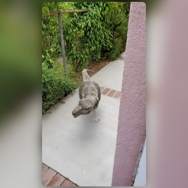 Dinosaur 🦖 Filter by Snapchat | Snapchat Lenses