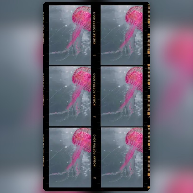 Jellyfish Filter by محمد | Snapchat Lenses