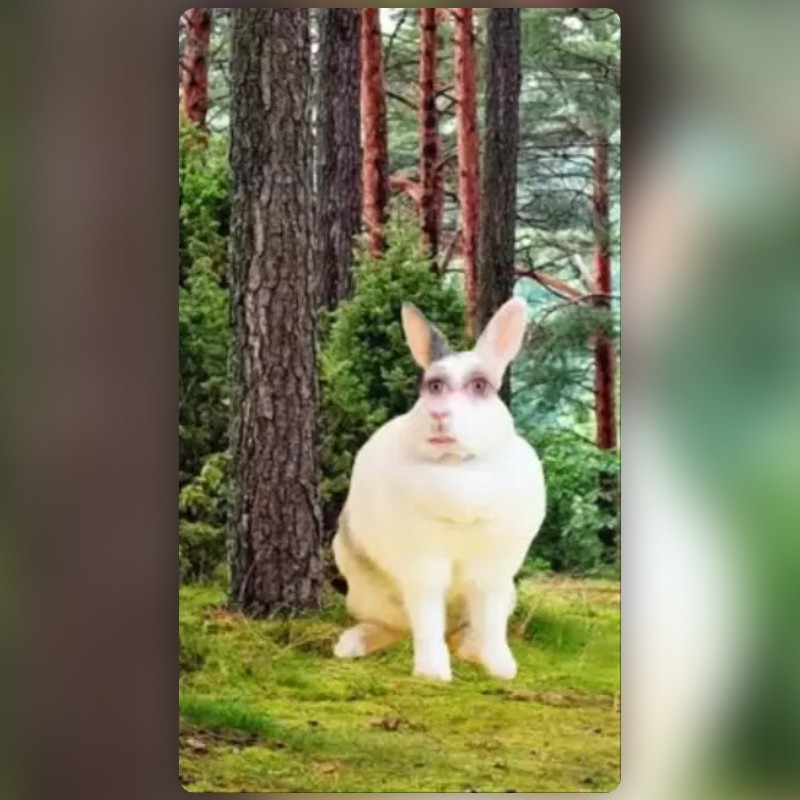 Alice Rabbit Face Lens by Danielle Grace - Snapchat Lenses and Filters