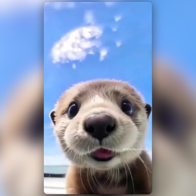 Cute Animals Snaps Filter by Sai Patel | Snapchat Lenses
