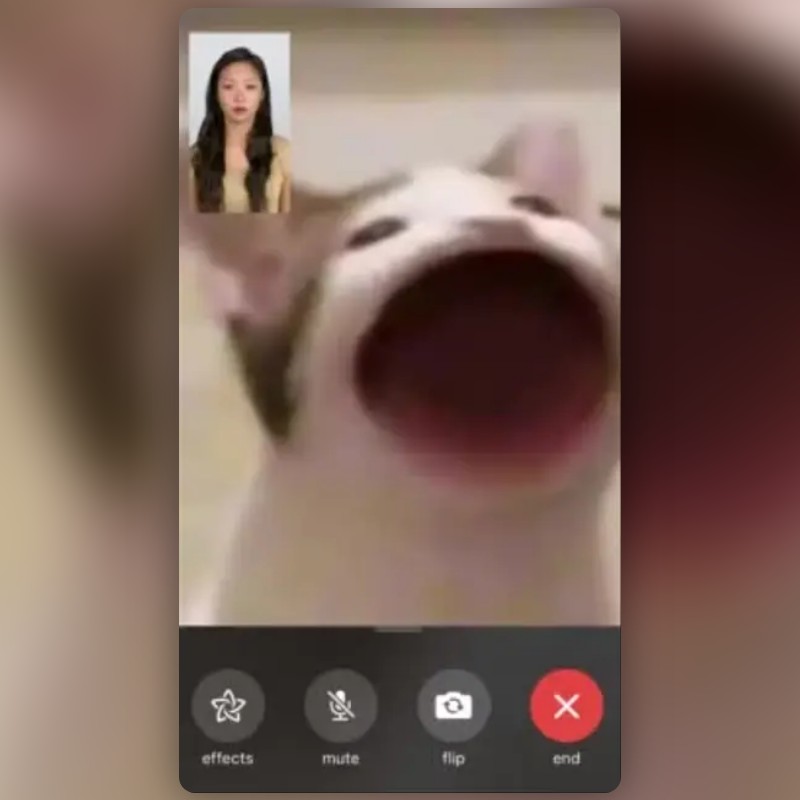 Pop Cat Facetime Lens by Matthew - Snapchat Lenses and Filters
