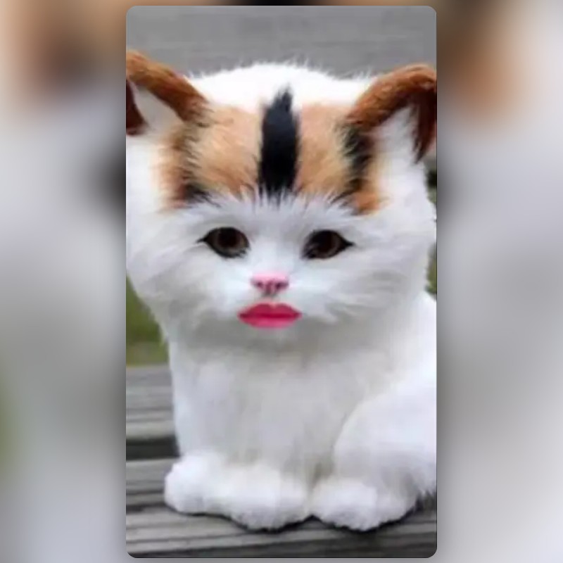 Cat Cute Smile LoL Lens by Sunny Bahadurpuria🎥 - Snapchat Lenses and ...