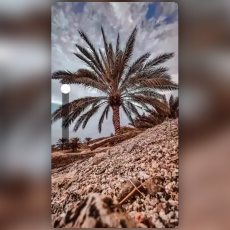 Tree Filter by SCU | Snapchat Lenses