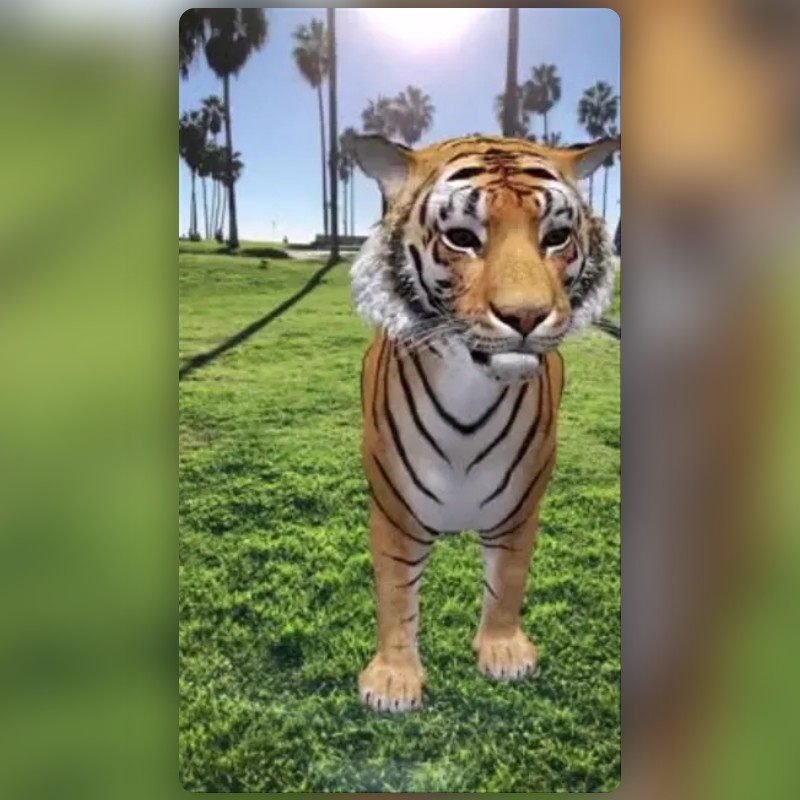Tiger Filter by حسن Hsn | الأحساء 🌴 | Snapchat Lenses
