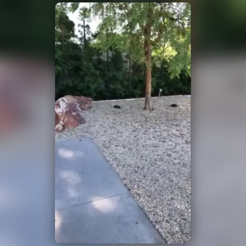 Blue Butterfly Lens by Baruch - Snapchat Lenses and Filters